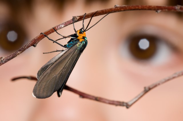 Incredible Insects! | San Diego Public Library